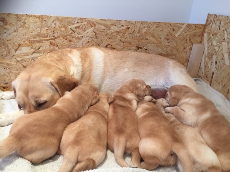 Drømmer du om hundehvalpe? | Odsherreds Dyrehospital